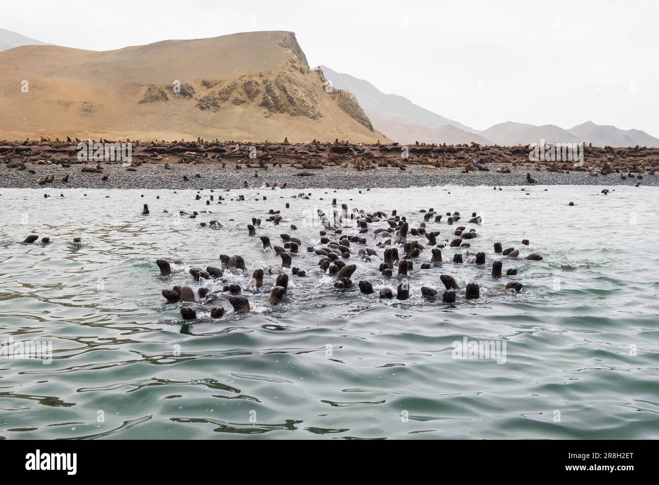 Perù. Paracas. Natural reserve. Ballestas island Stock Photo - Alamy
