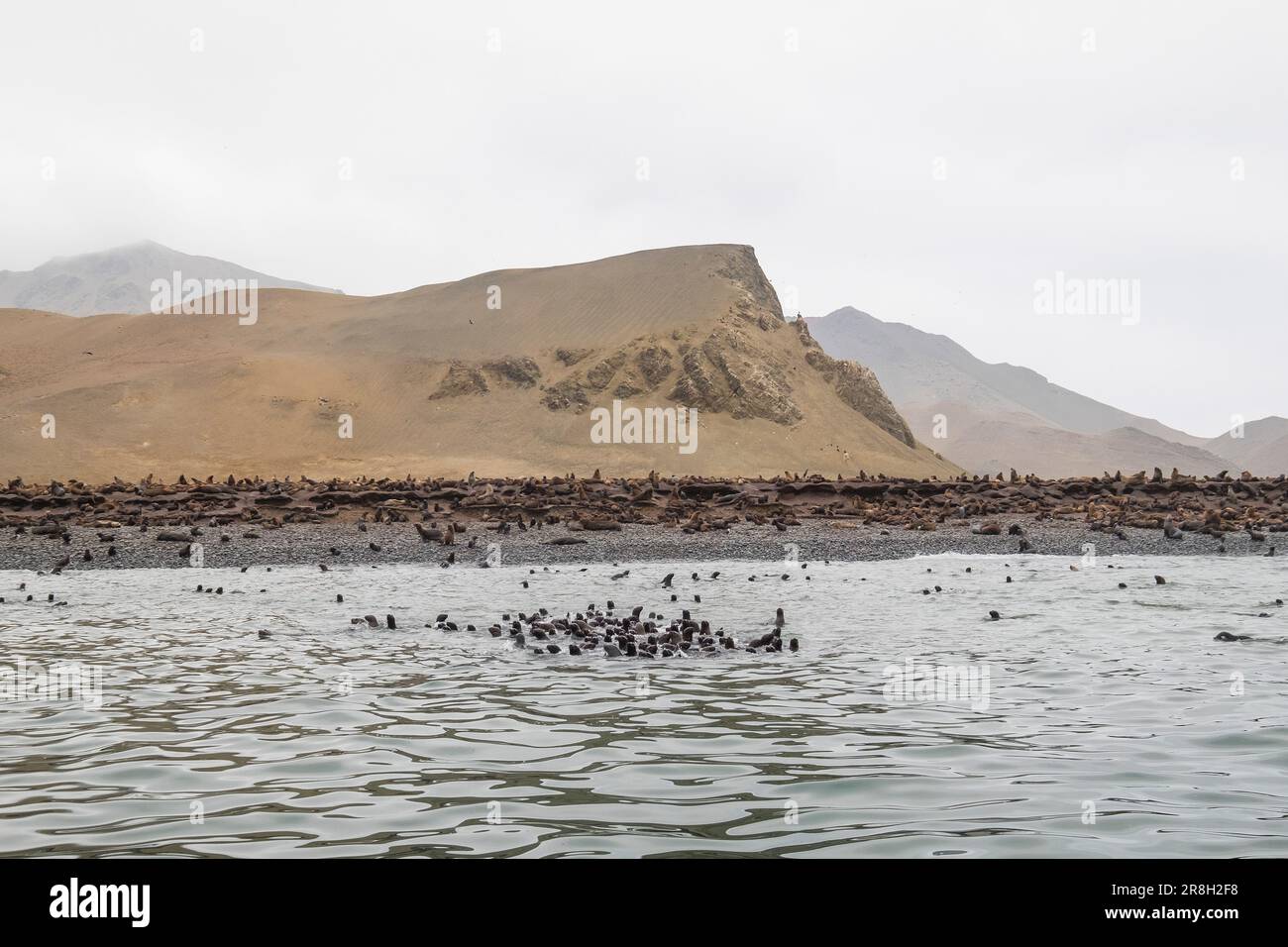 Perù. Paracas. Natural reserve. Ballestas island Stock Photo - Alamy