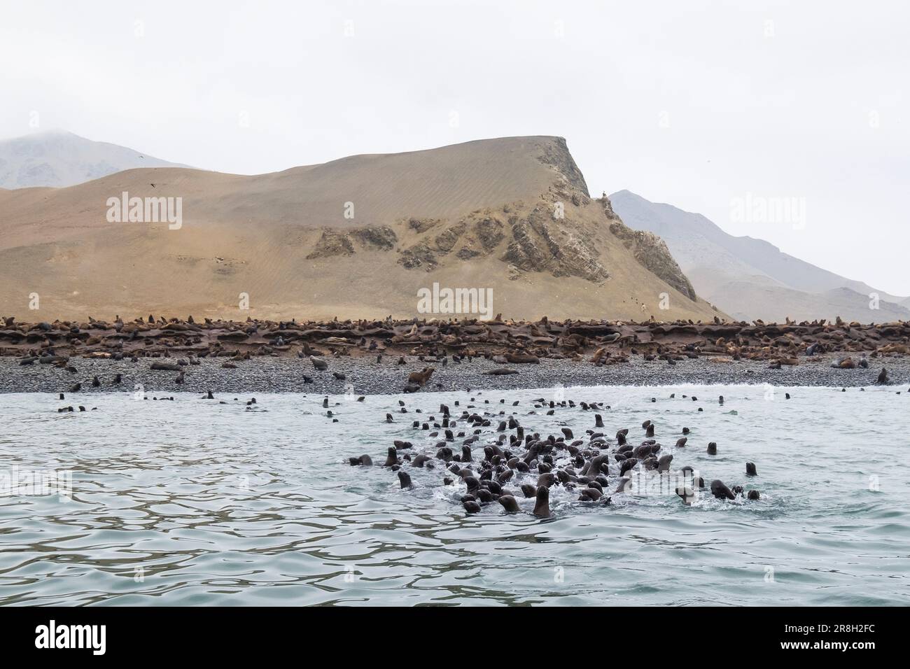 Perù. Paracas. Natural reserve. Ballestas island Stock Photo - Alamy