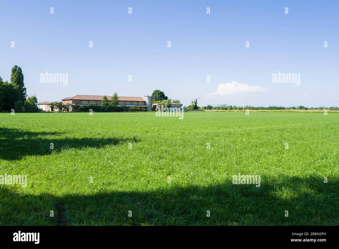Italy. Lomellina. Barbavara. rice fields Stock Photo - Alamy