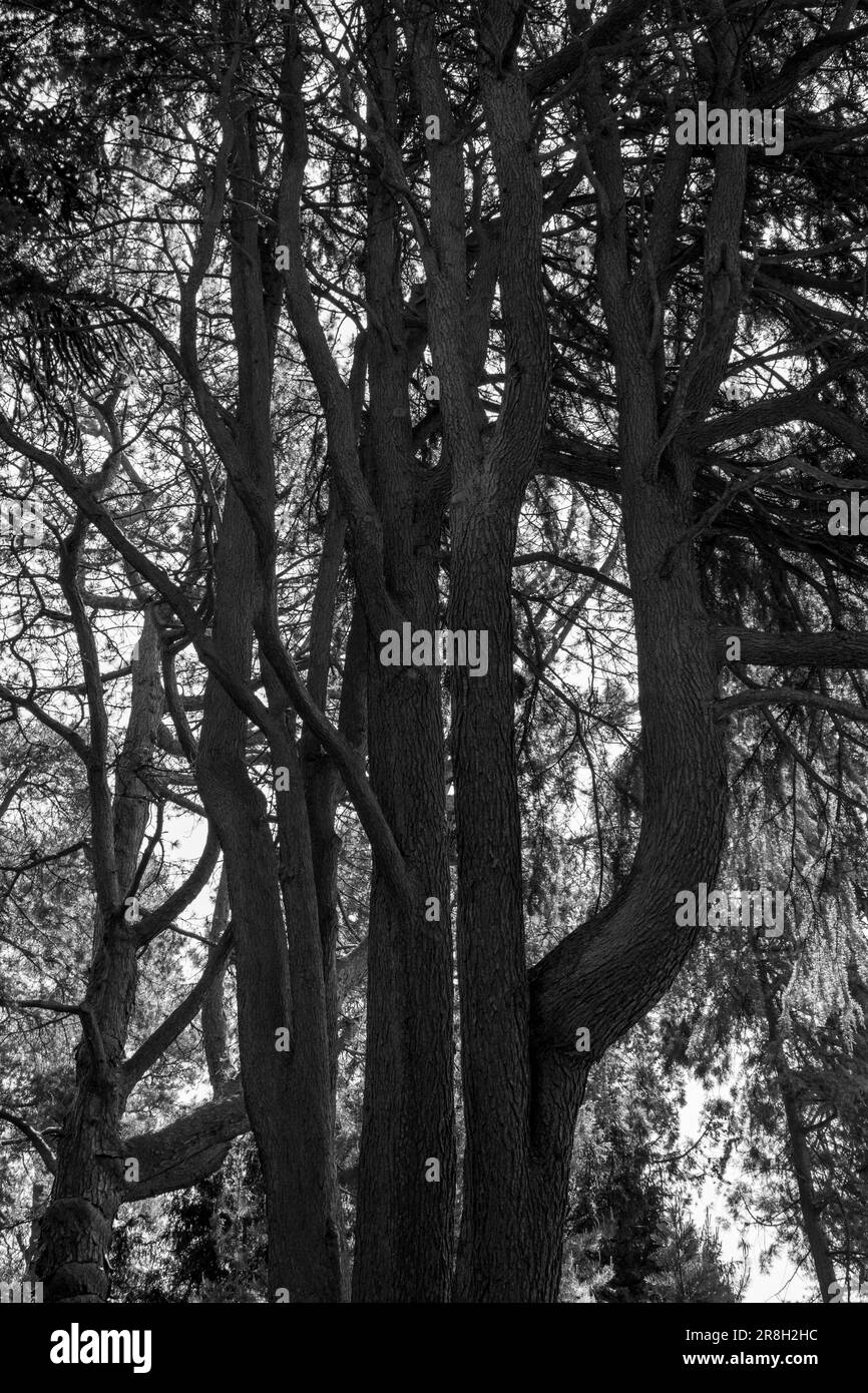 Tree shadows Black and White Stock Photos & Images - Alamy
