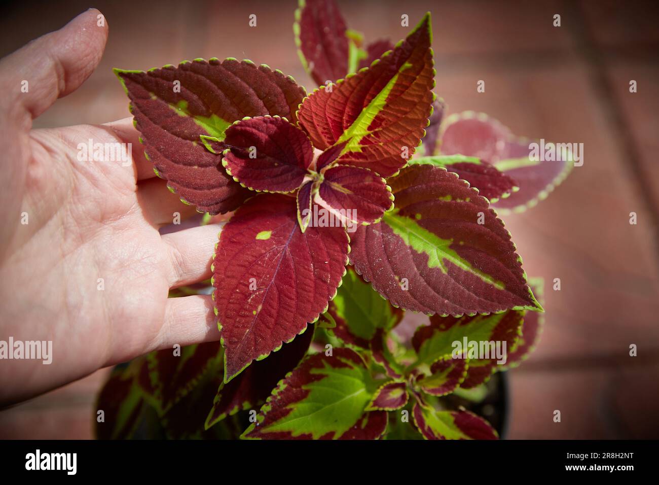 Coleus blumei velvet hi-res stock photography and images - Alamy