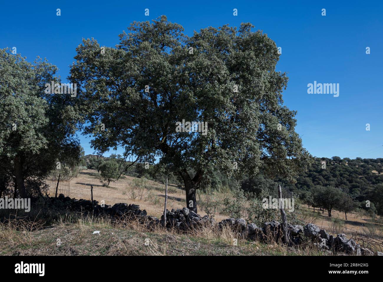 Dehesa of Holm Oak, Quercus rotundifolia, in the municipality of San ...