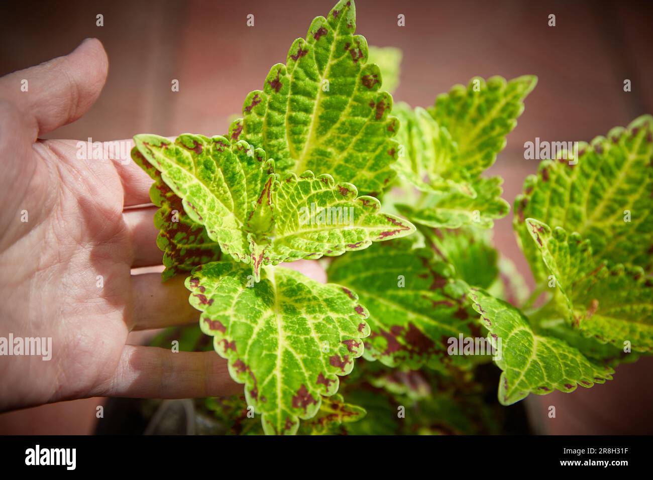Coleus Blumei Plectranthus scutellarioides. Name of the plant variety ...