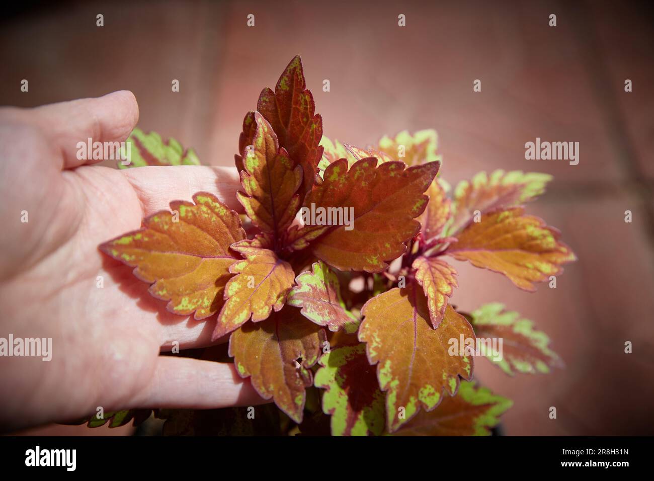 Coleus Blumei Plectranthus scutellarioides. Name of the plant variety ...