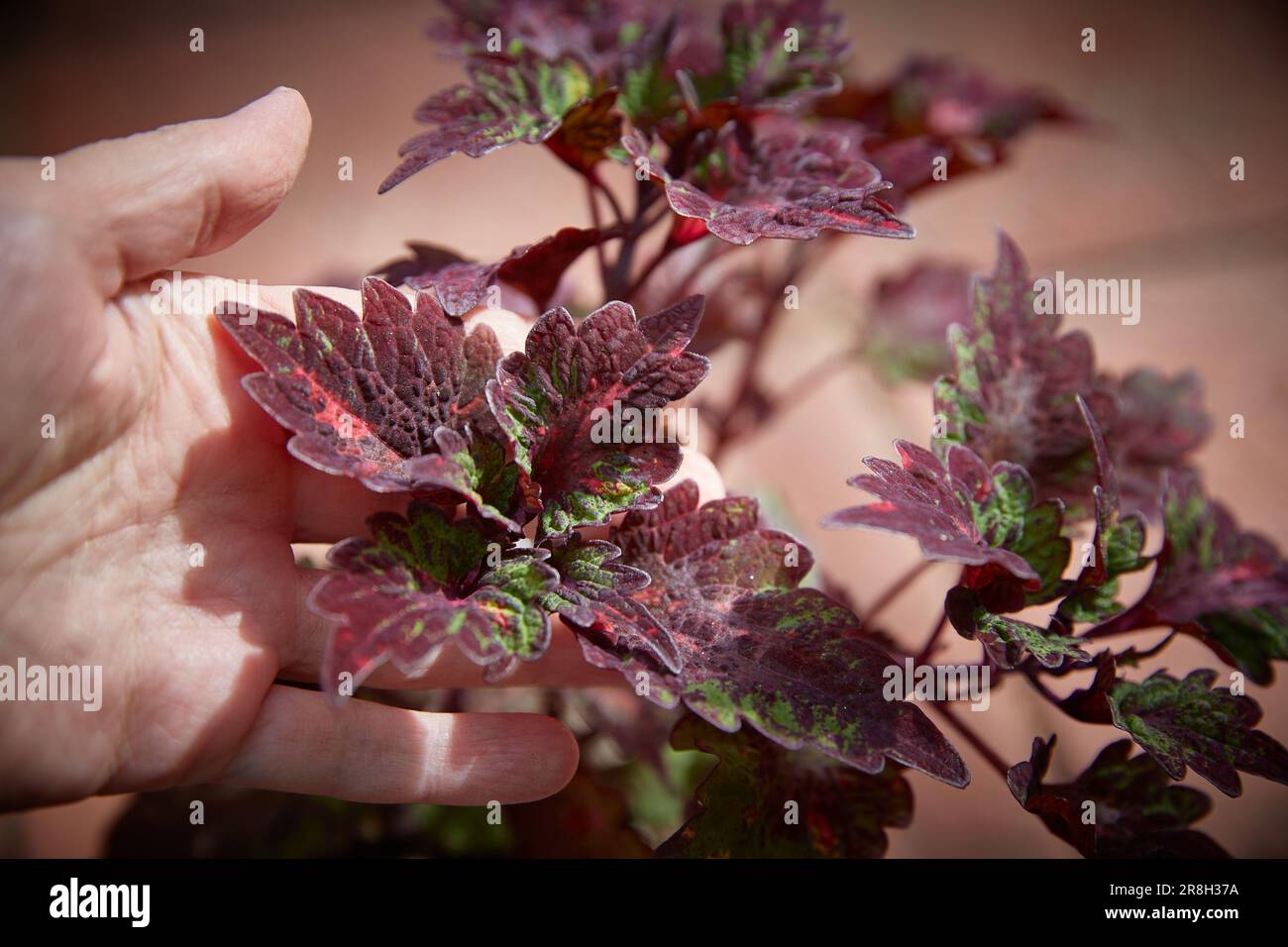 Coleus Blumei Plectranthus scutellarioides. Name of the plant variety ...