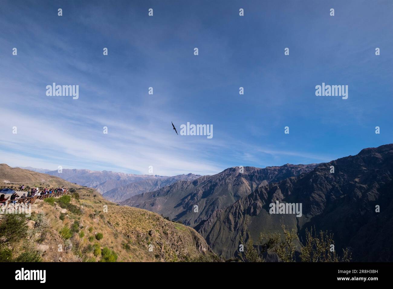Ande condor hi-res stock photography and images - Alamy