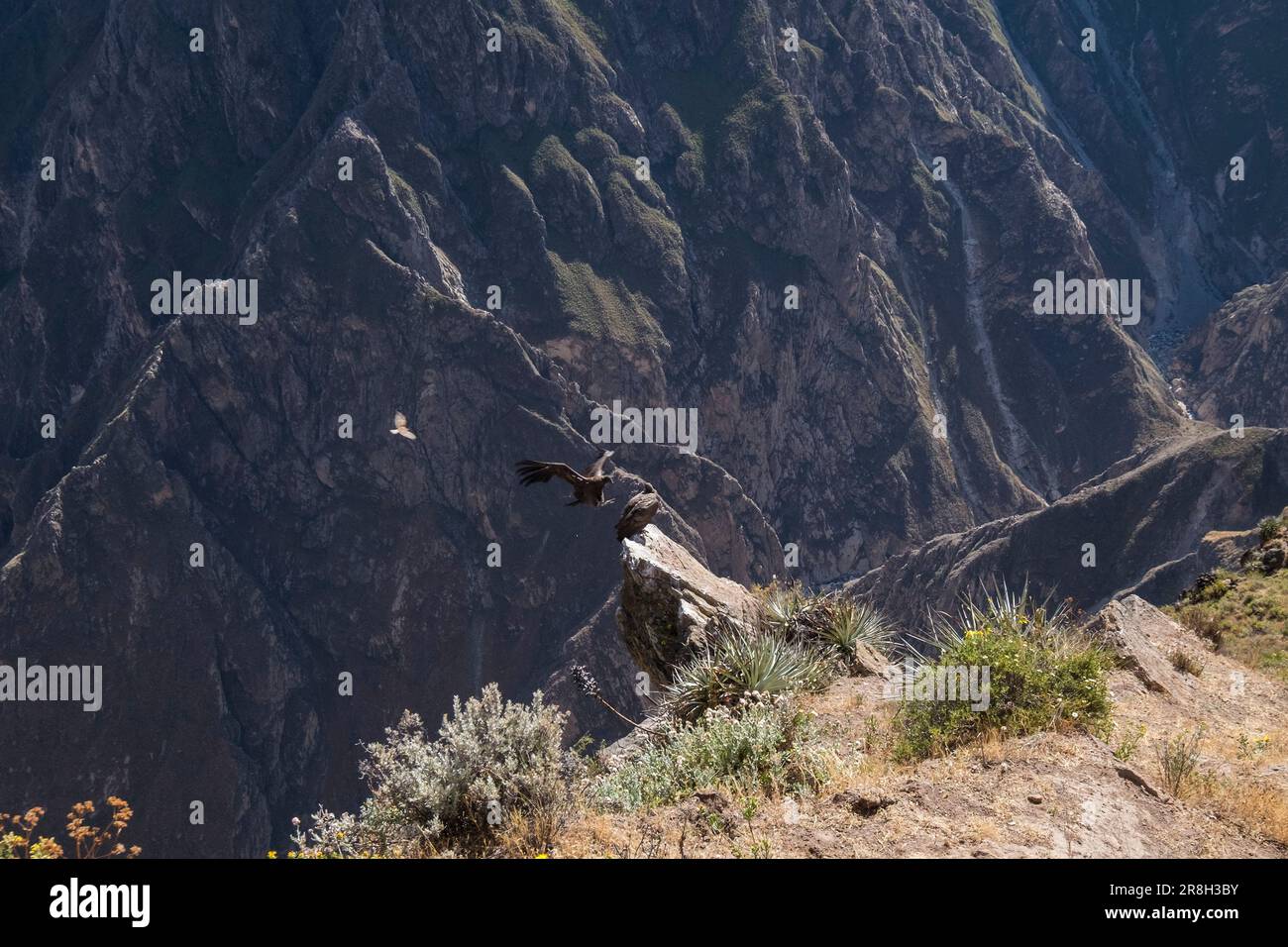 Ande condor hi-res stock photography and images - Alamy