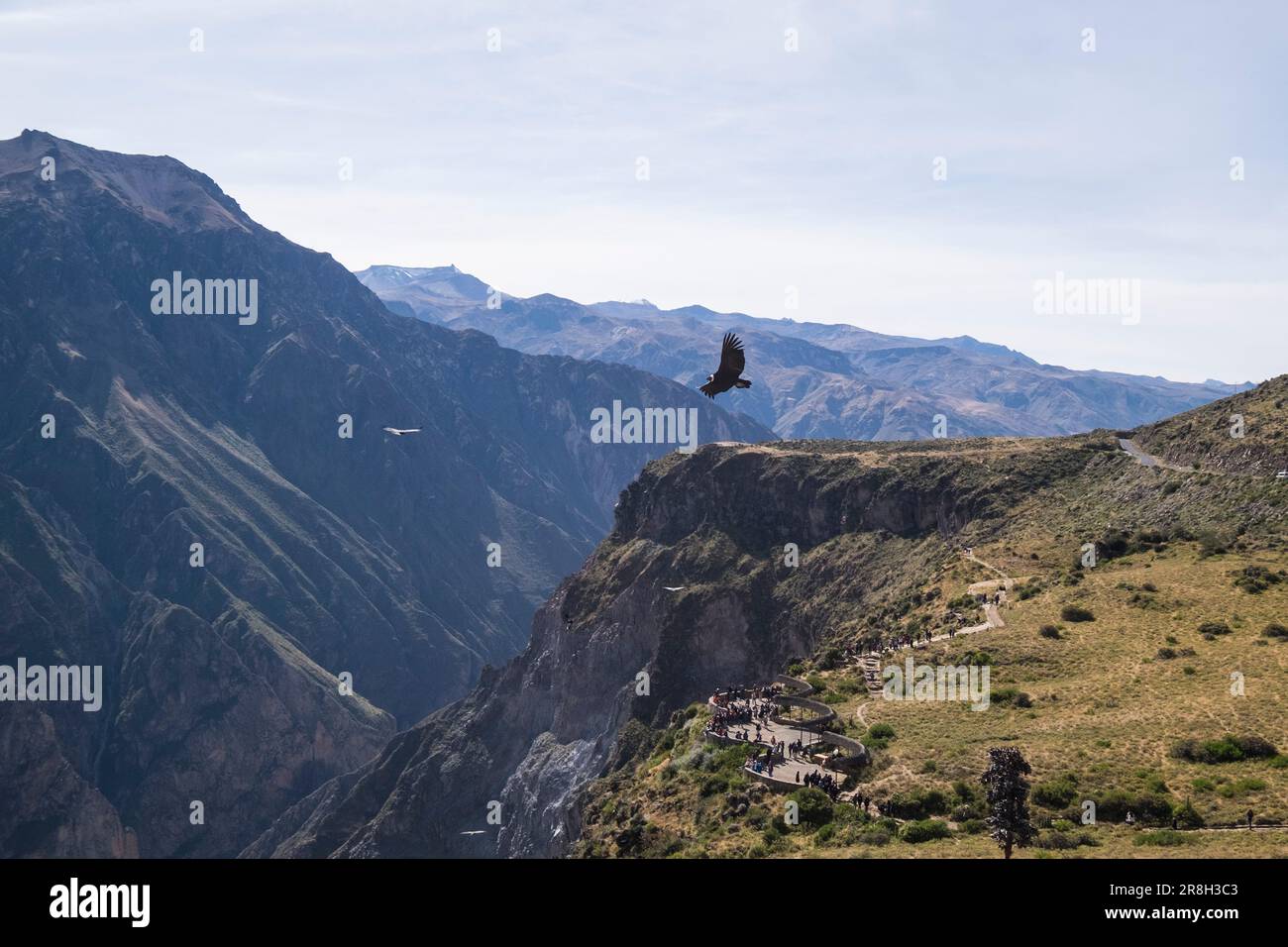 Peru colca canyon condor hi-res stock photography and images - Alamy