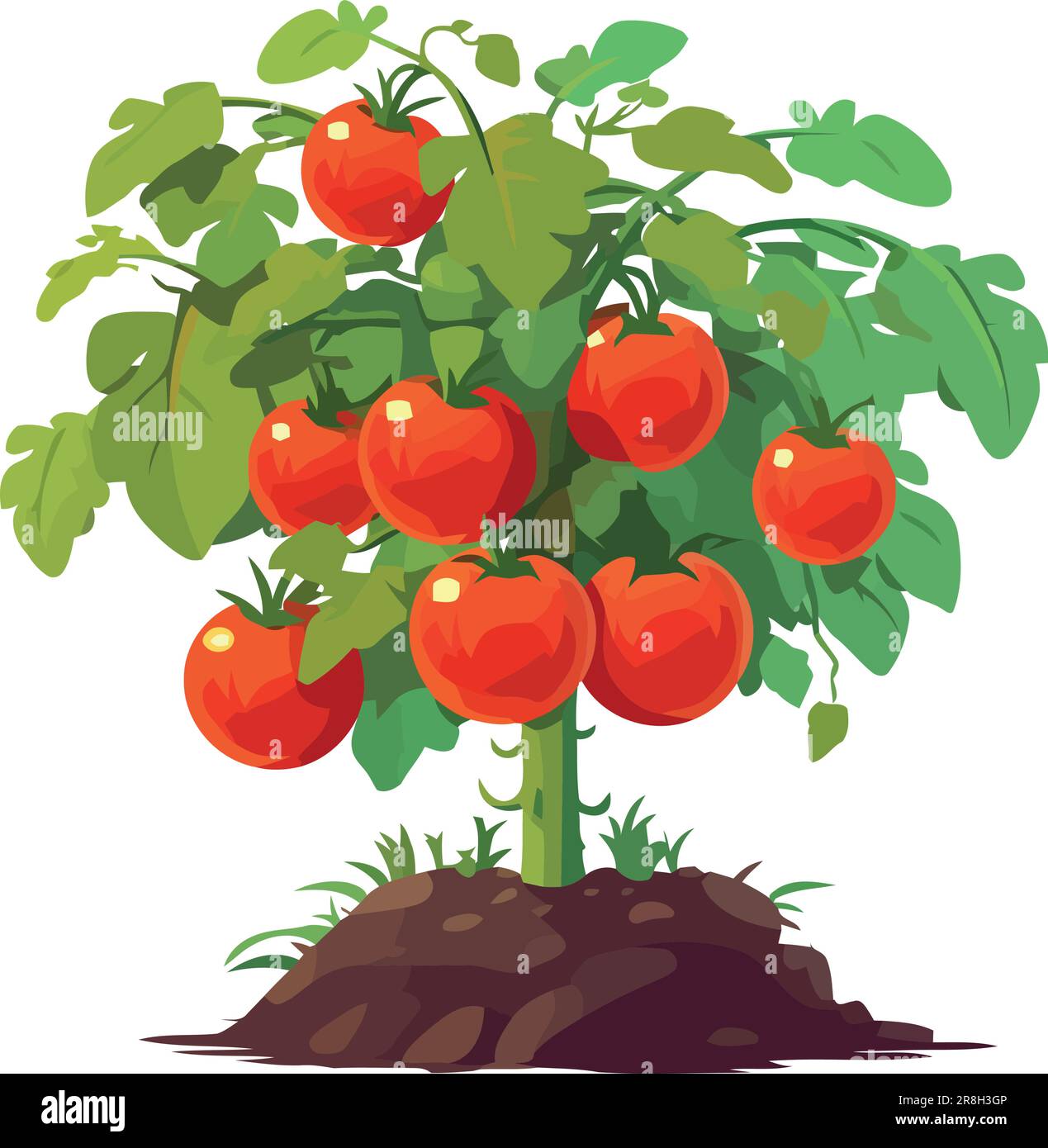 Tomato plant branch ripe tomatoes Stock Vector Images - Alamy