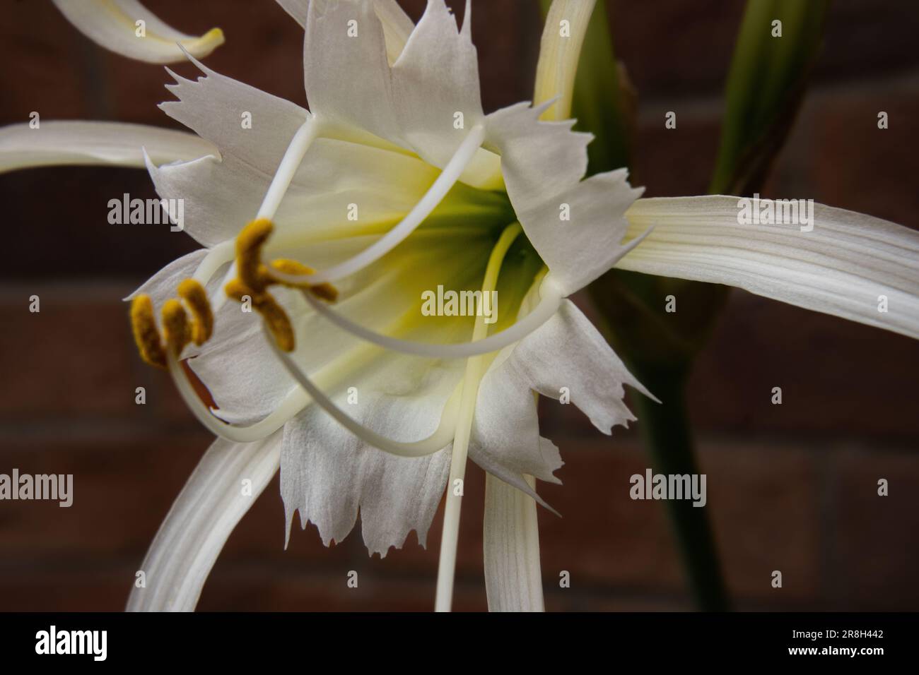 Spider lily close-up Stock Photo - Alamy