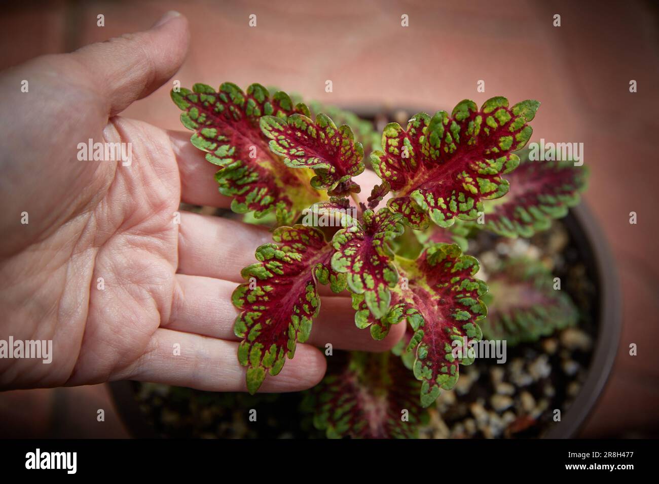 Coleus Blumei Plectranthus scutellarioides. Name of the plant variety ...
