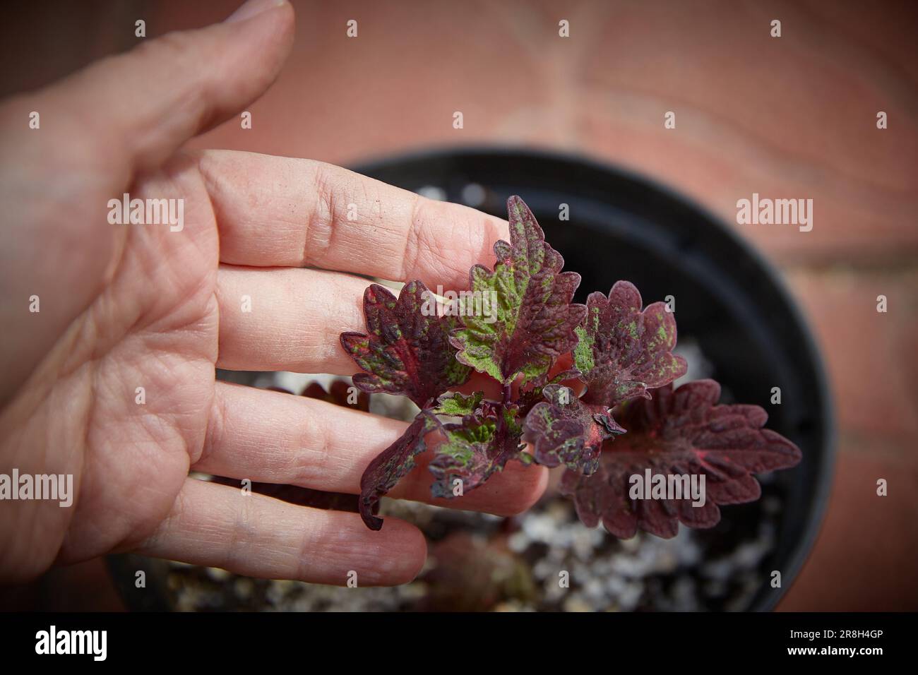 Coleus Blumei Plectranthus scutellarioides. Name of the plant variety ...