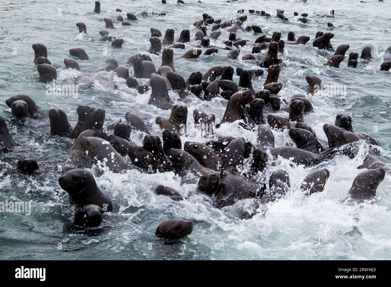 Perù. Paracas. Natural reserve. Ballestas island Stock Photo - Alamy
