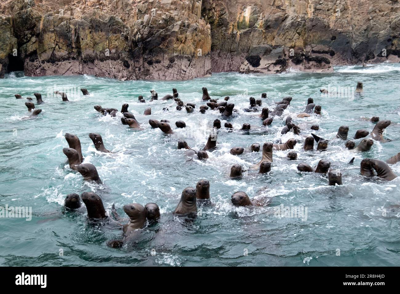 Perù. Paracas. Natural reserve. Ballestas island Stock Photo - Alamy