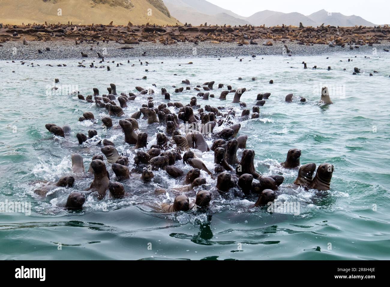 Perù. Paracas. Natural reserve. Ballestas island Stock Photo - Alamy