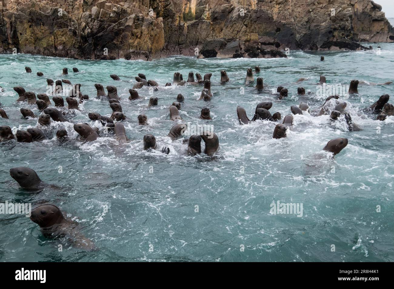 Perù. Paracas. Natural reserve. Ballestas island Stock Photo - Alamy