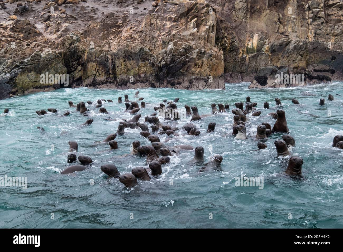 Perù. Paracas. Natural reserve. Ballestas island Stock Photo - Alamy