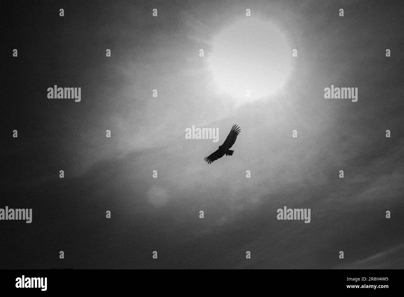 Andes condor Black and White Stock Photos & Images - Alamy