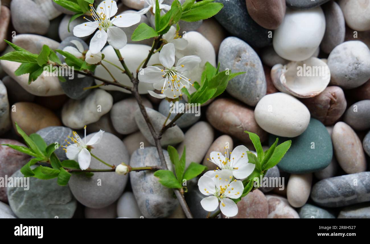 Closeup Shot Of Thin Blossoming Cherry Tree Branch On A Smooth Pebbles ...
