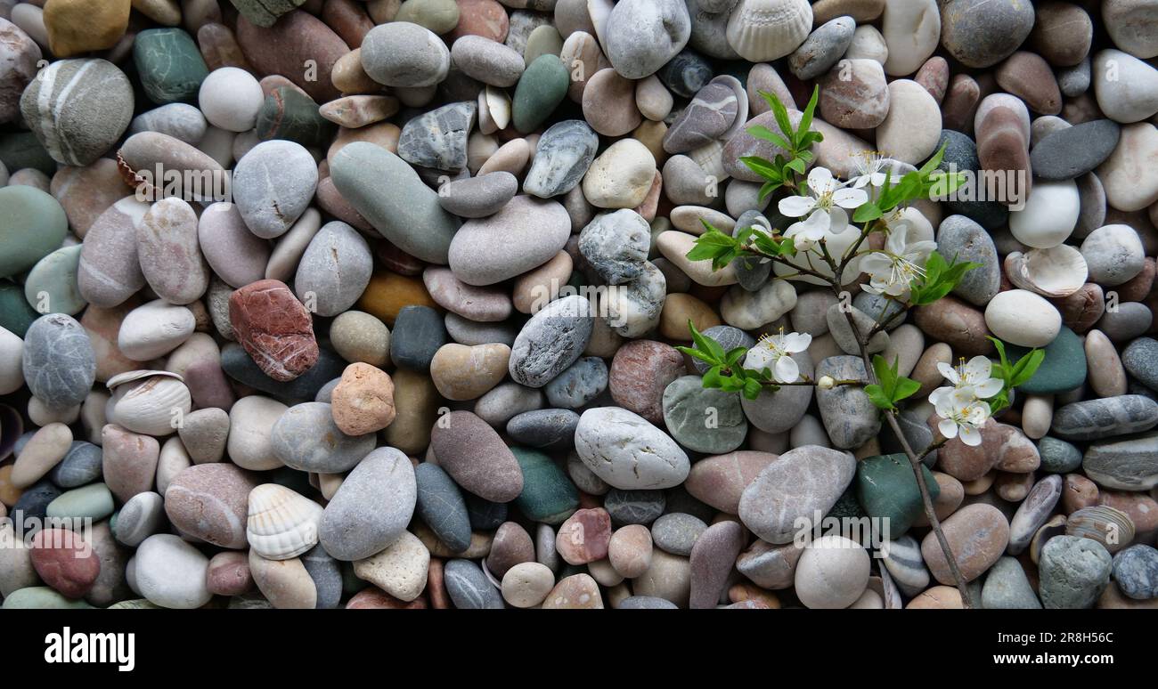 Pattern Of Colorful Smooth Rocks With Young Blooming Tree Branch At ...