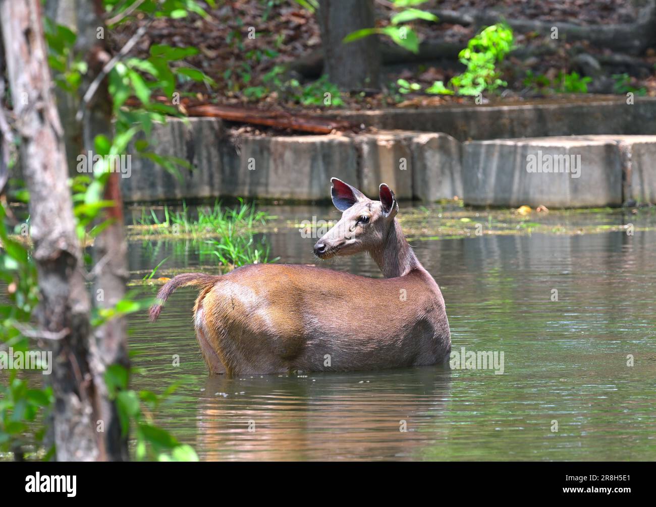 Bandhavgarh National Park | Deer bathing in pool Stock Photo - Alamy