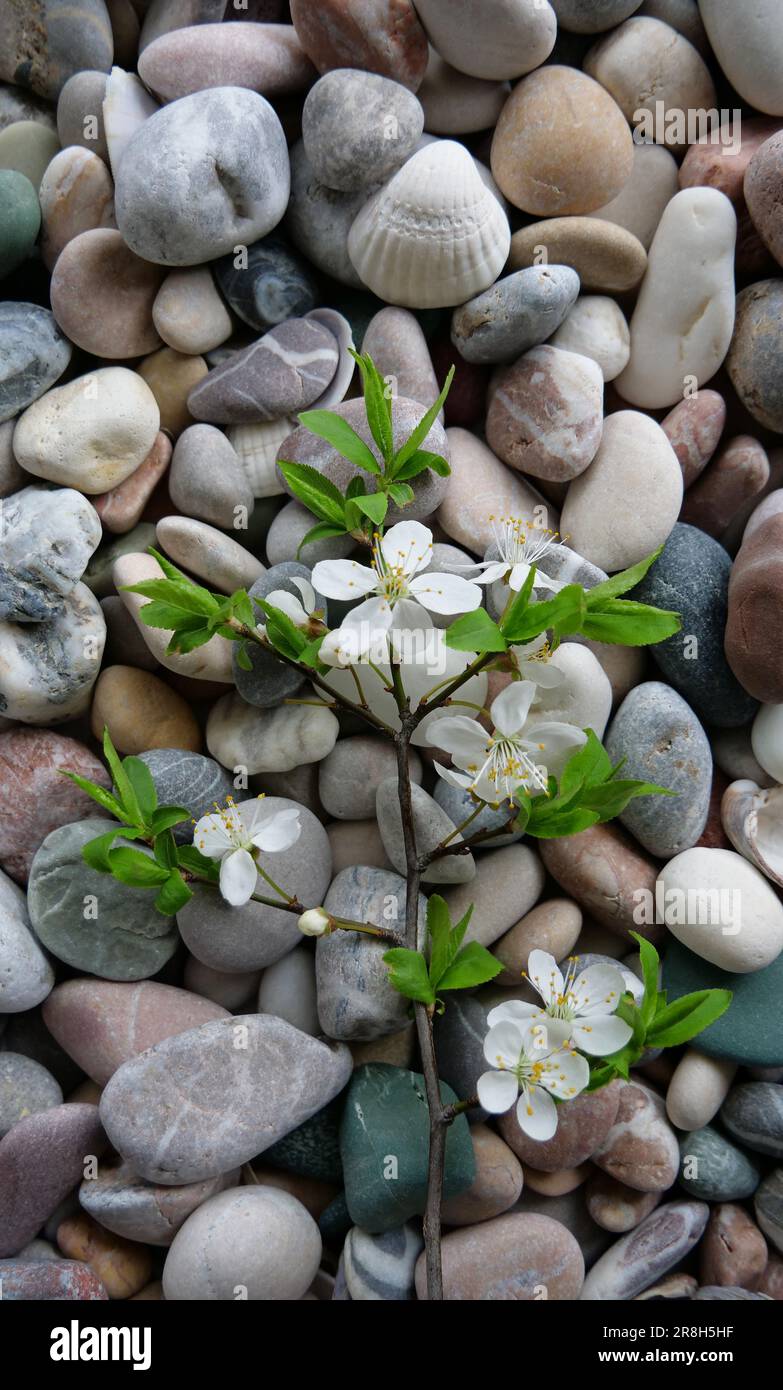 Vertical Stock Photo Of Thin Delicate Twig With Young Green Leaves And ...