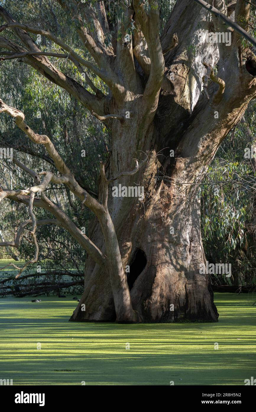 Wonga wetlands hi-res stock photography and images - Alamy