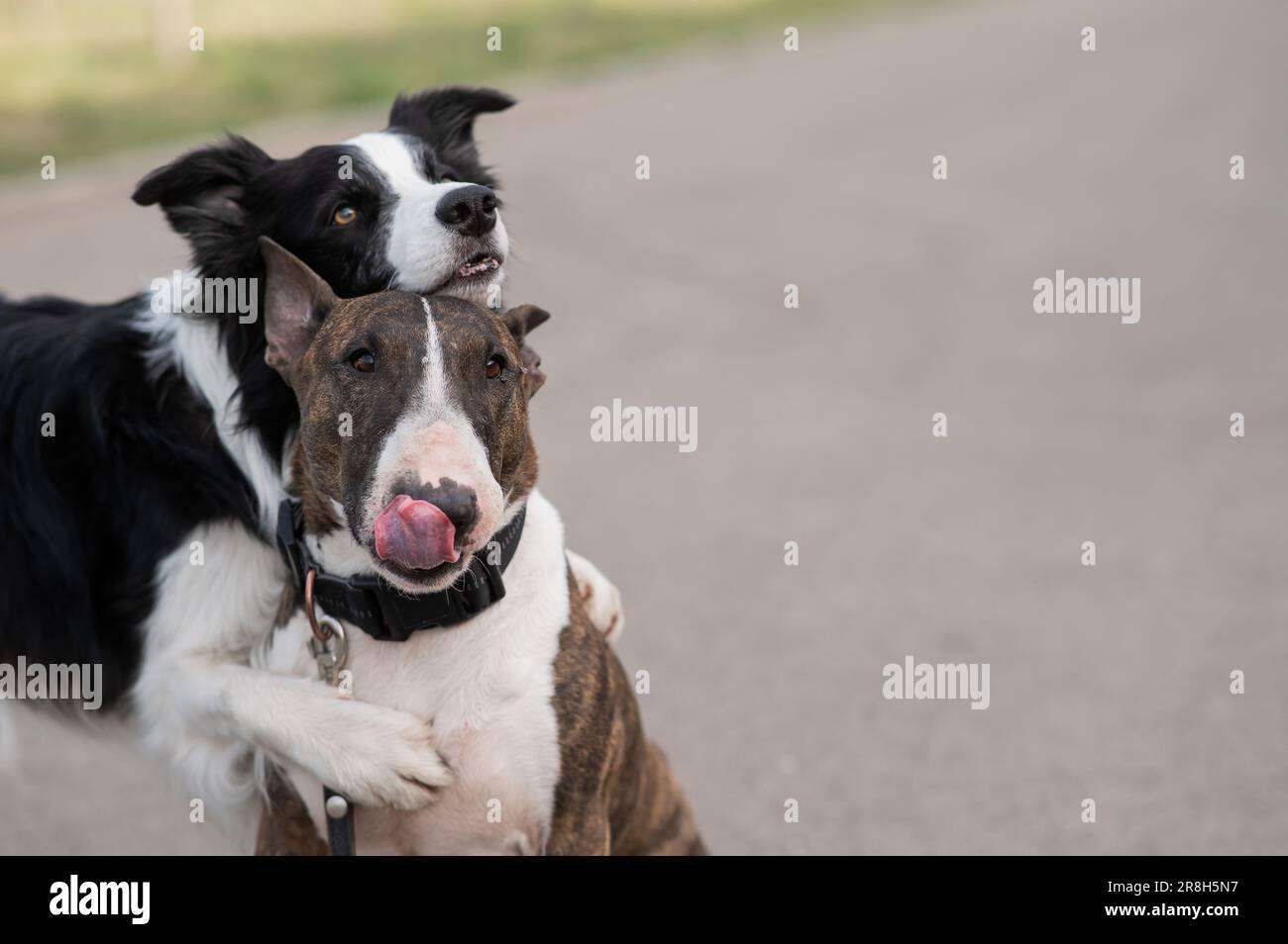 Black and white border collie hugging a brindle bull terrier on a walk ...