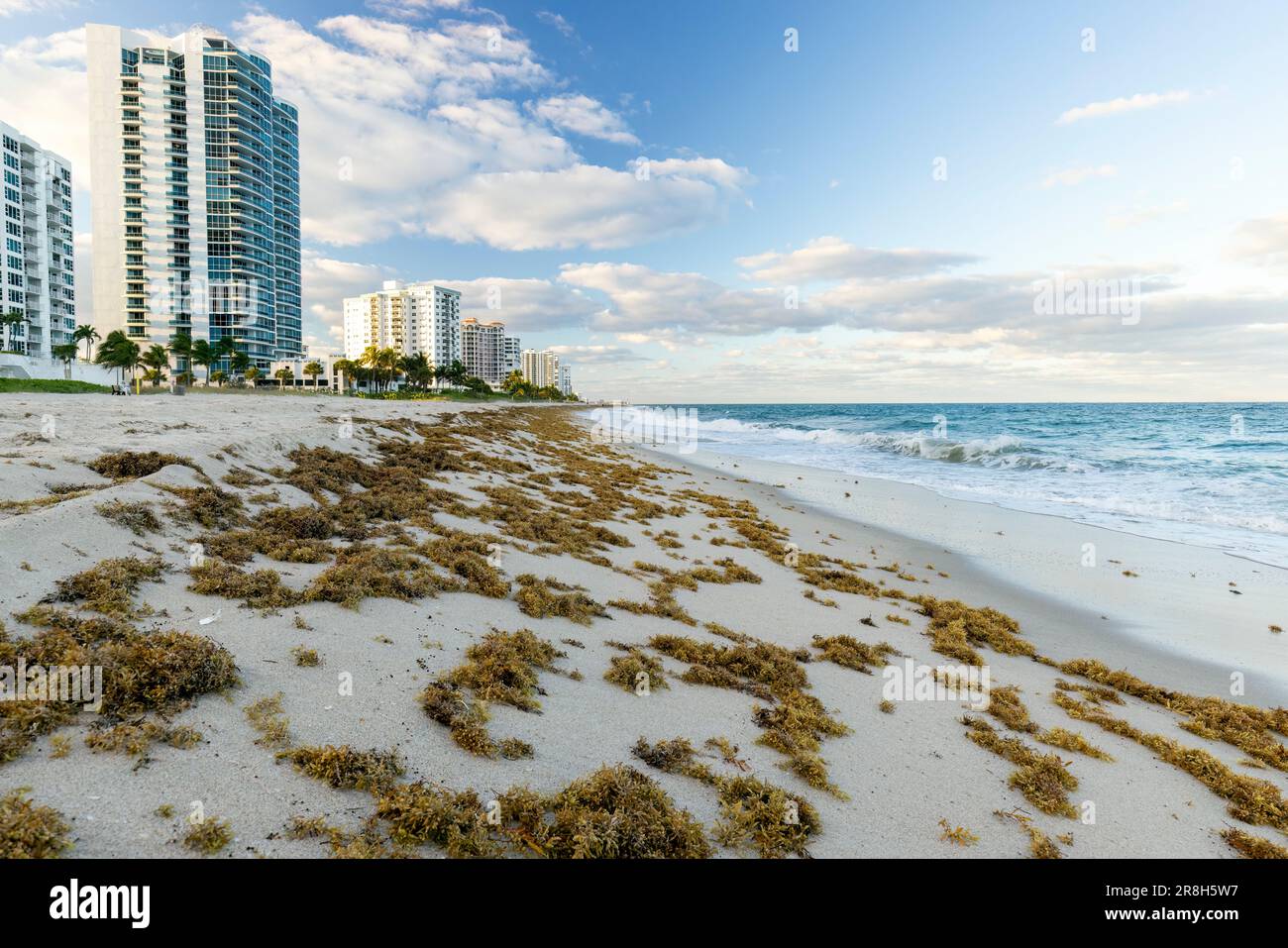 Brown seaweed (Sargassum) washed ashore on the beach in Lauderdale-by ...