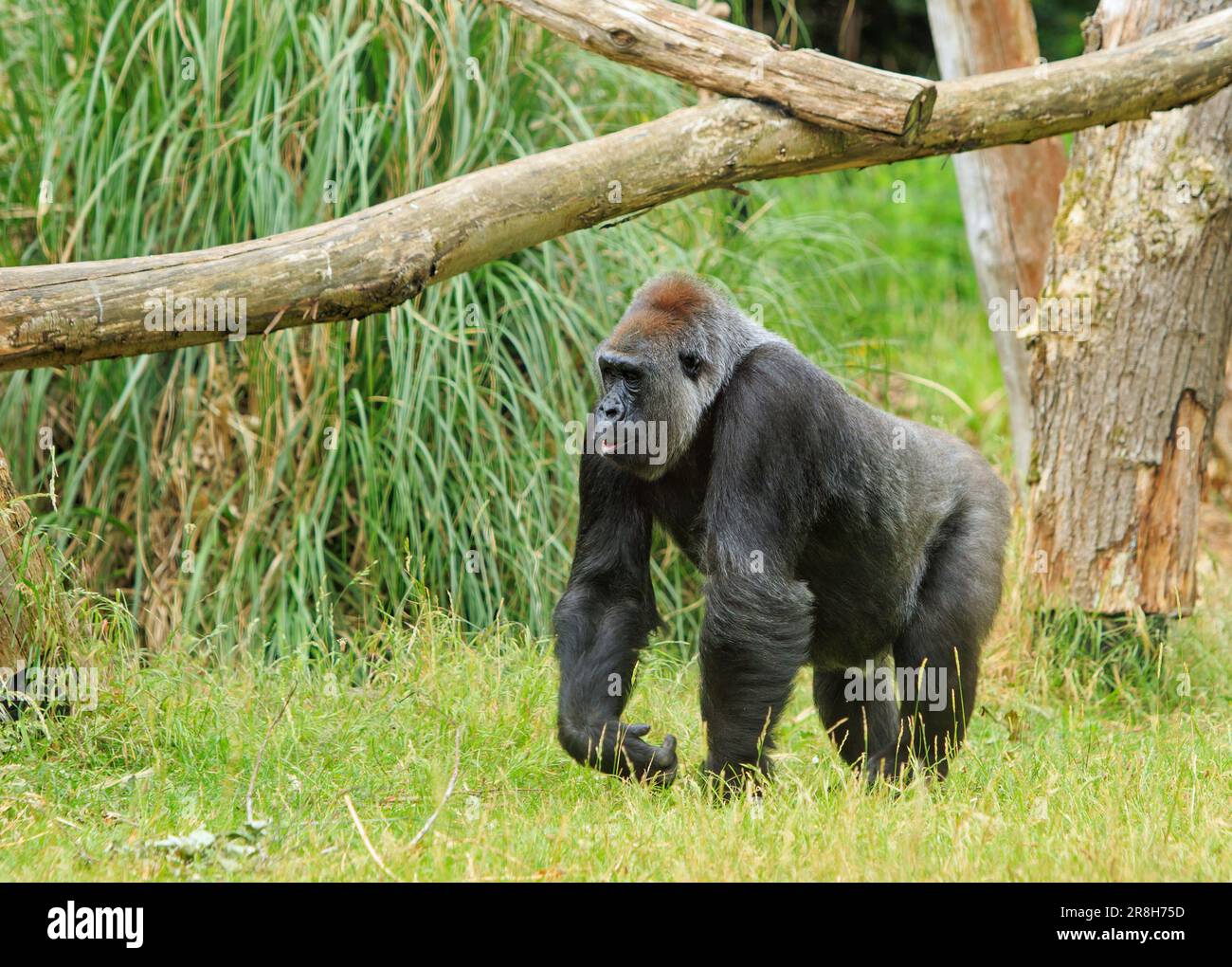 Silverback Western Lowland Gorilla walking through lush green grass ...