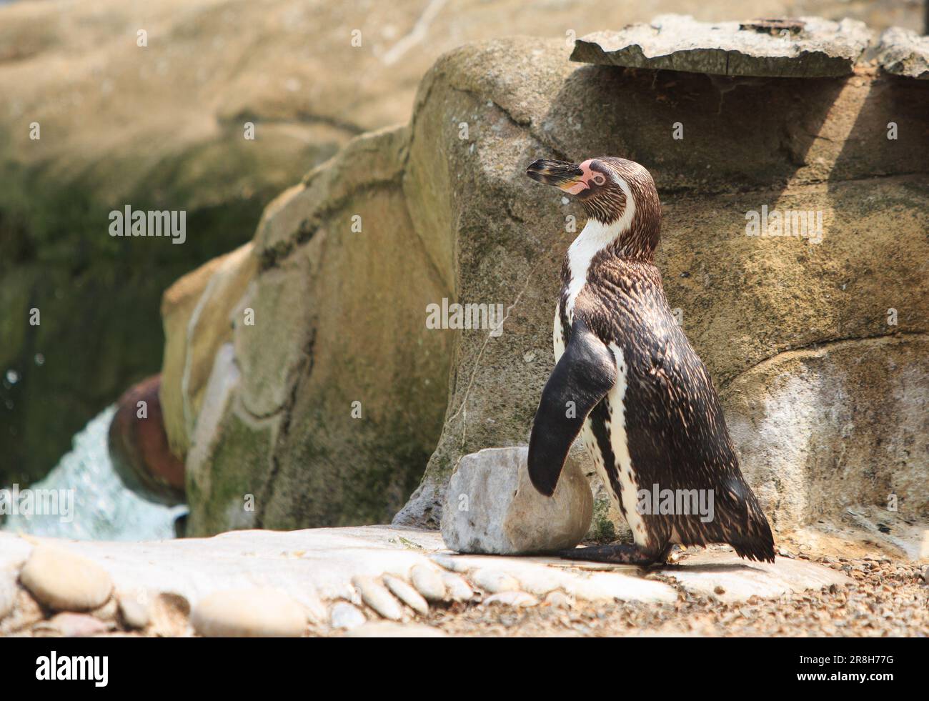 Humboldt Penguin standing next a large rock boulder Stock Photo - Alamy