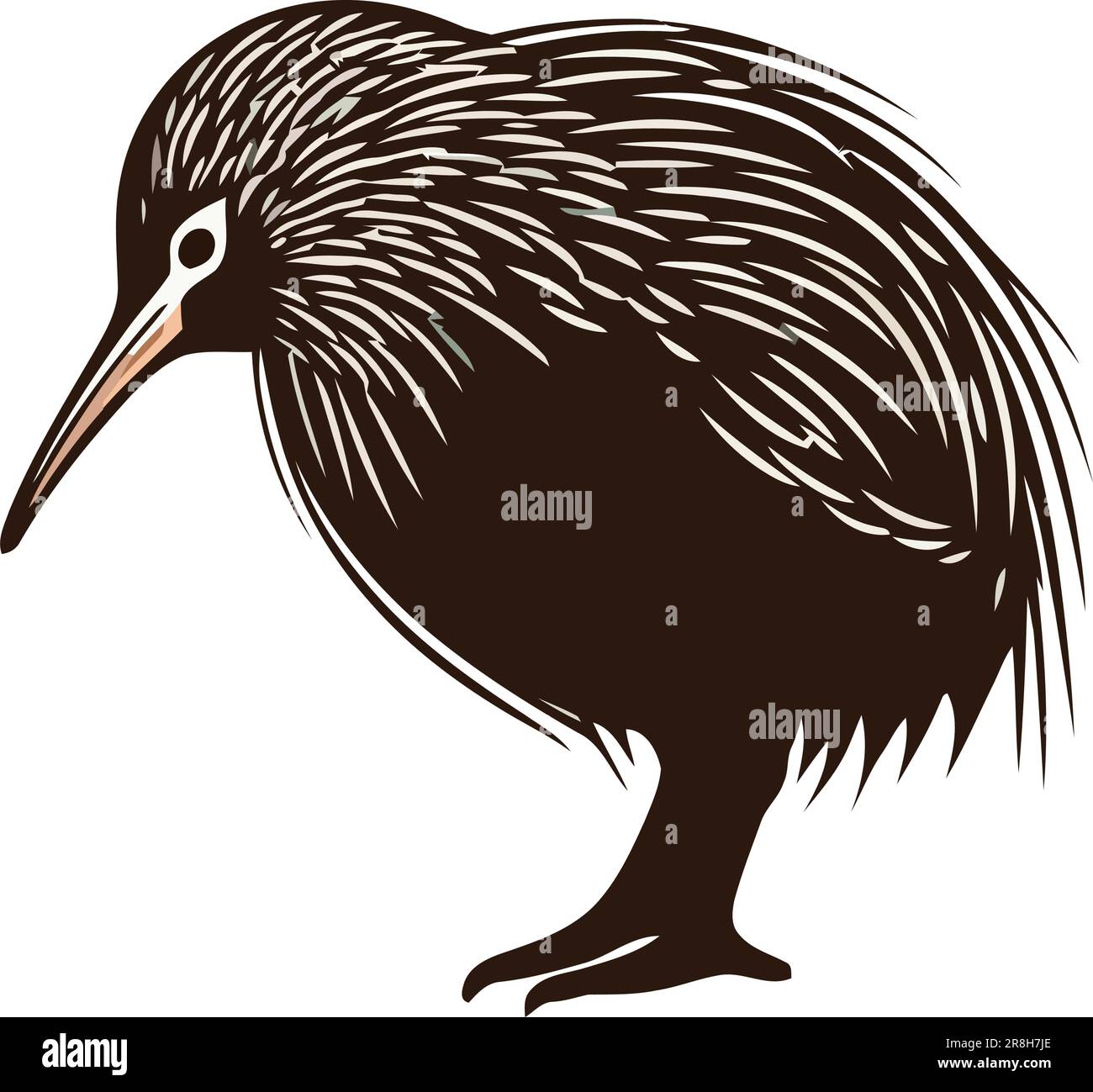 kiwi bird on white background vector Stock Vector Image & Art - Alamy