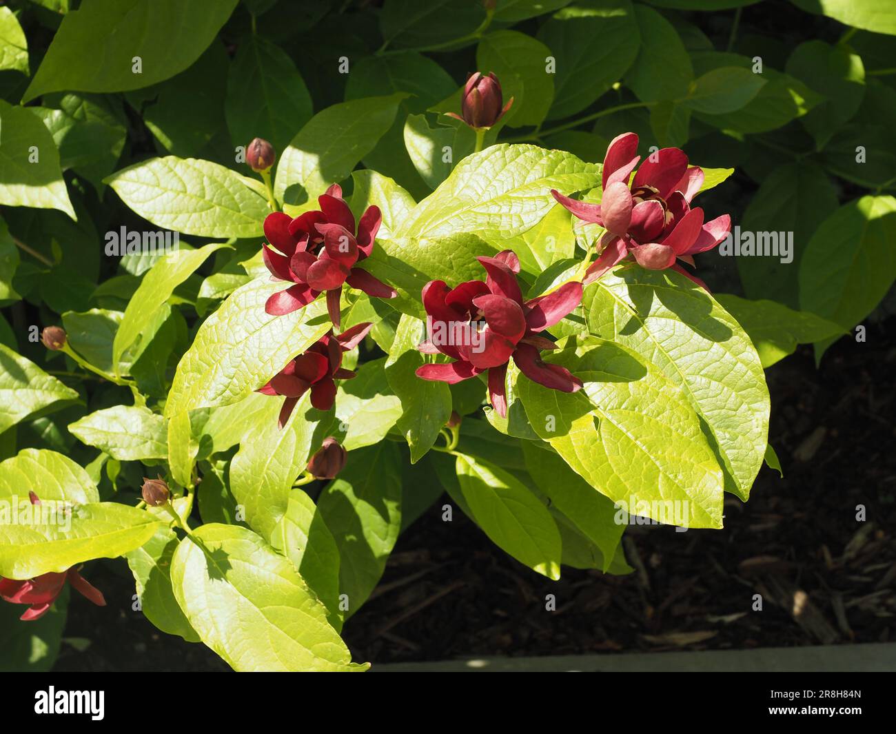 Calycanthus (Carolina Allspice) flowering shrub Stock Photo - Alamy