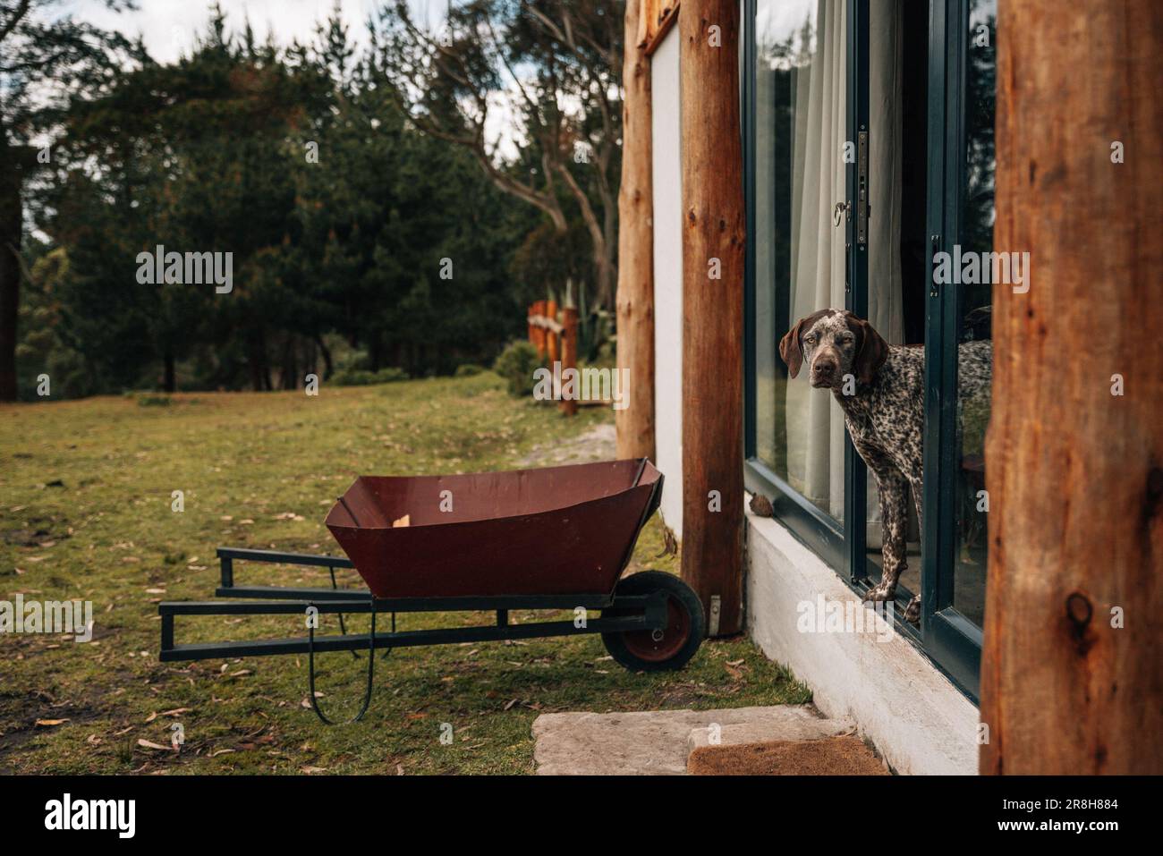 An adorable German Shorthaired Pointerstanding beside a wheelbarrow in ...