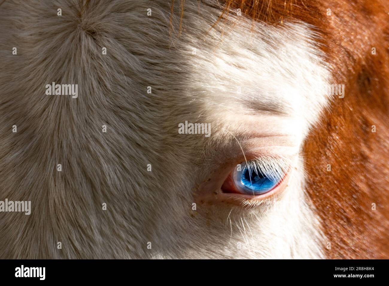 A Close-up of a cow's eye illuminated by the warm rays of the sun Stock ...