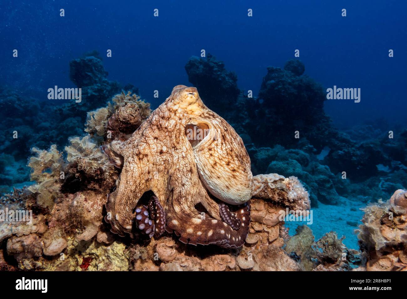 Octopus rock hi-res stock photography and images - Alamy