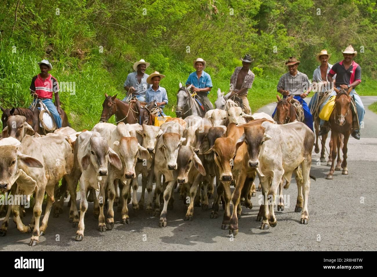 Cuban cattle hi-res stock photography and images - Alamy