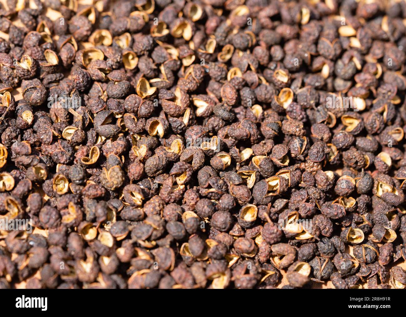 Chinese prickly ash or Sichuan pepper Zanthoxylum piperitum Stock Photo ...
