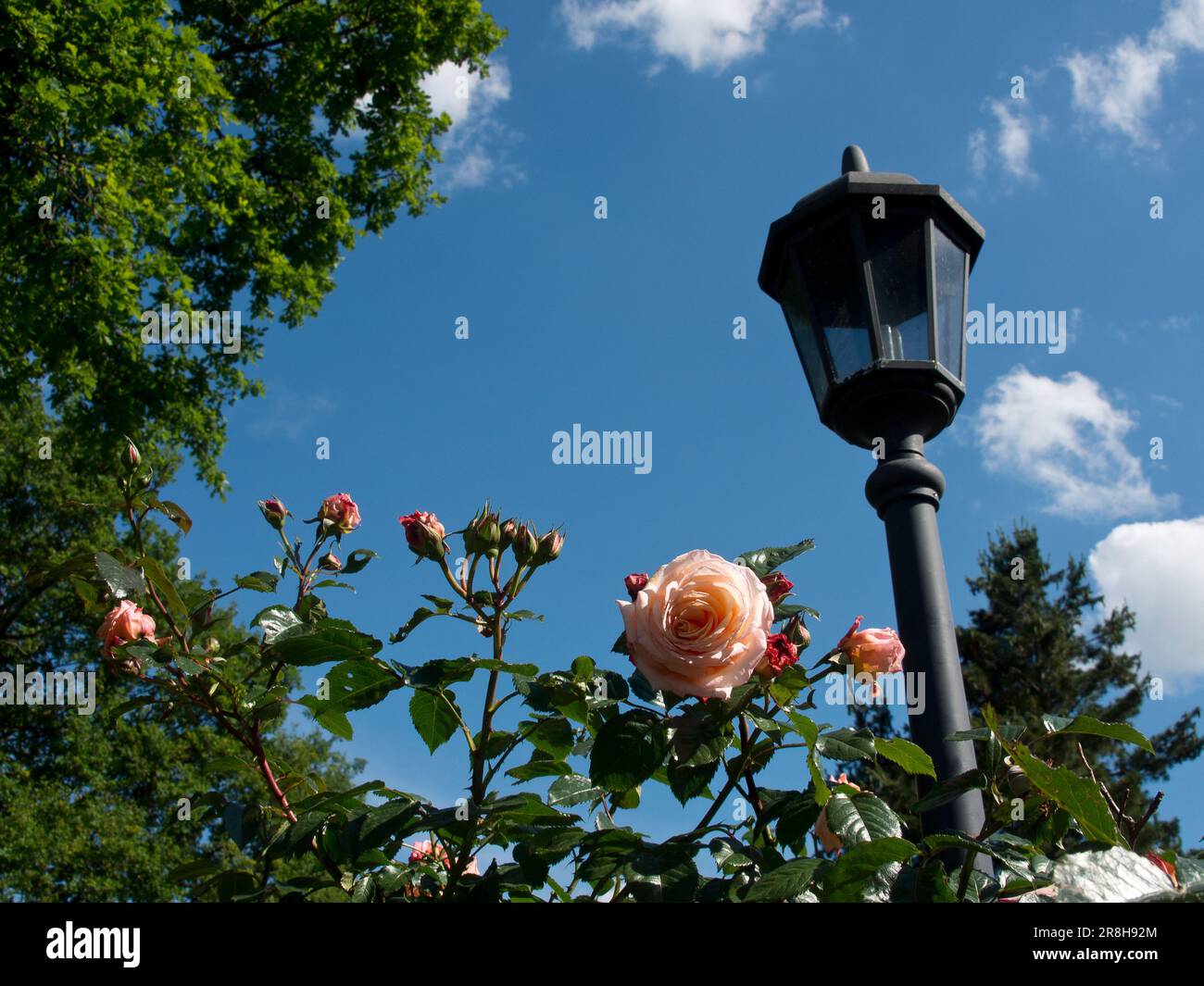 roses at summer time in germany Stock Photo - Alamy