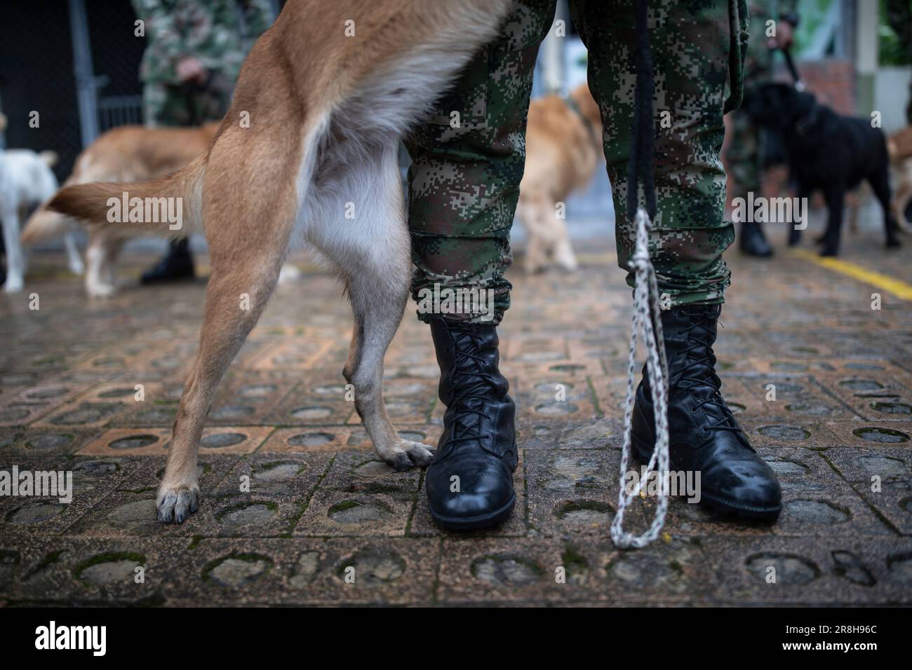 A handler holds his dog at a Colombian Army training facility for ...
