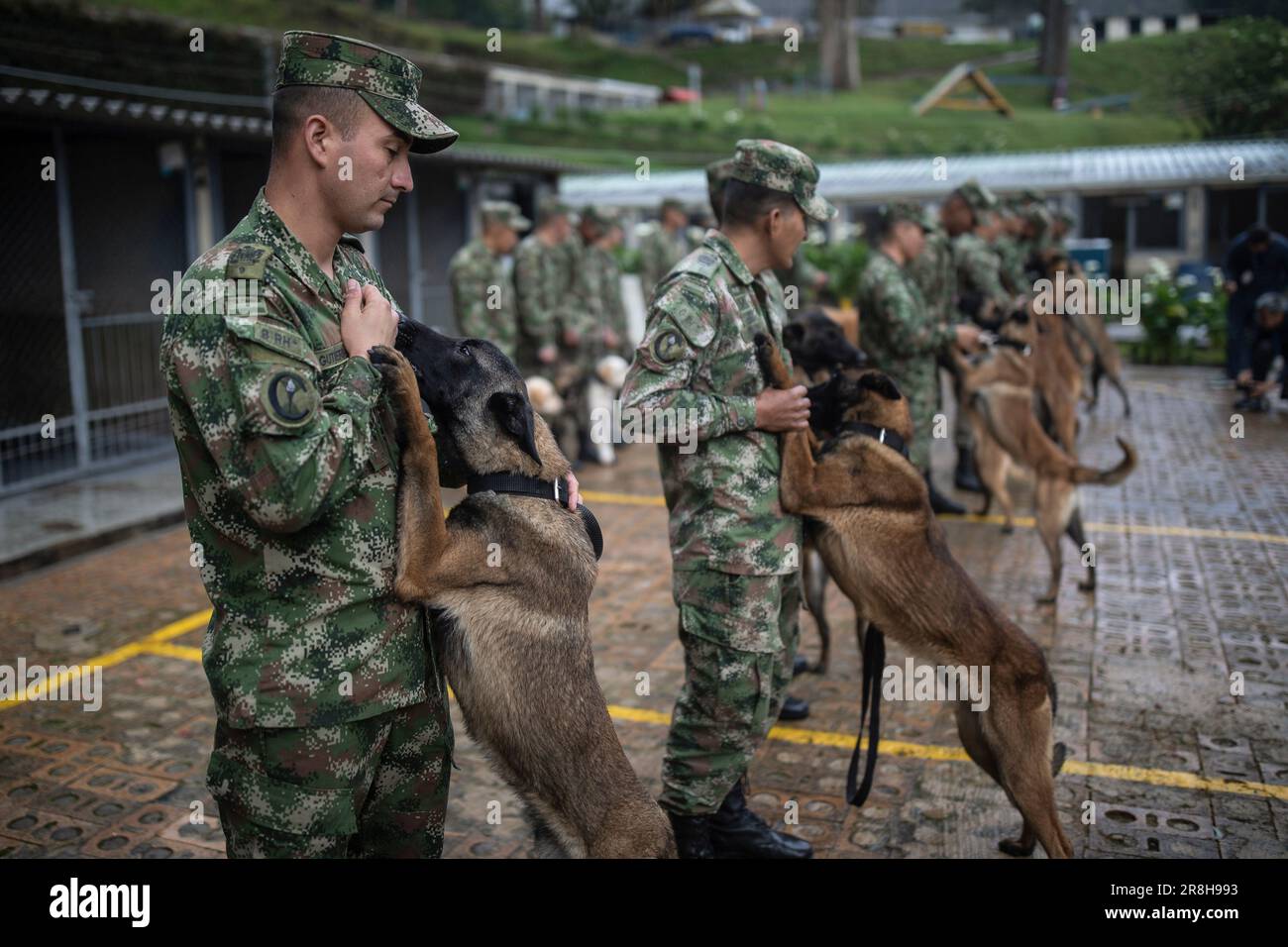 Handlers line up with their dogs at a Colombian Army training facility ...