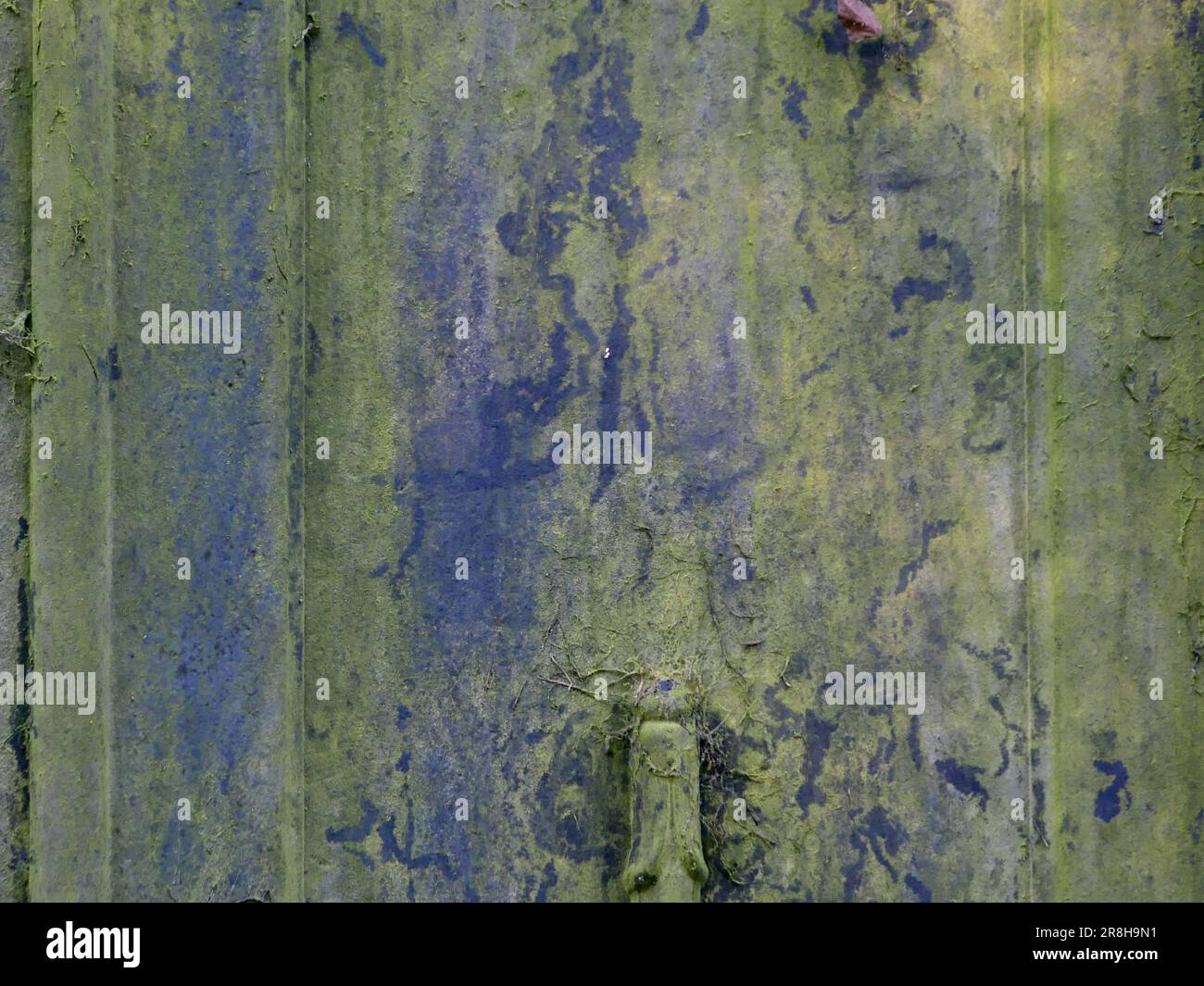 Damp background with green algae on textured surface with copy space ...