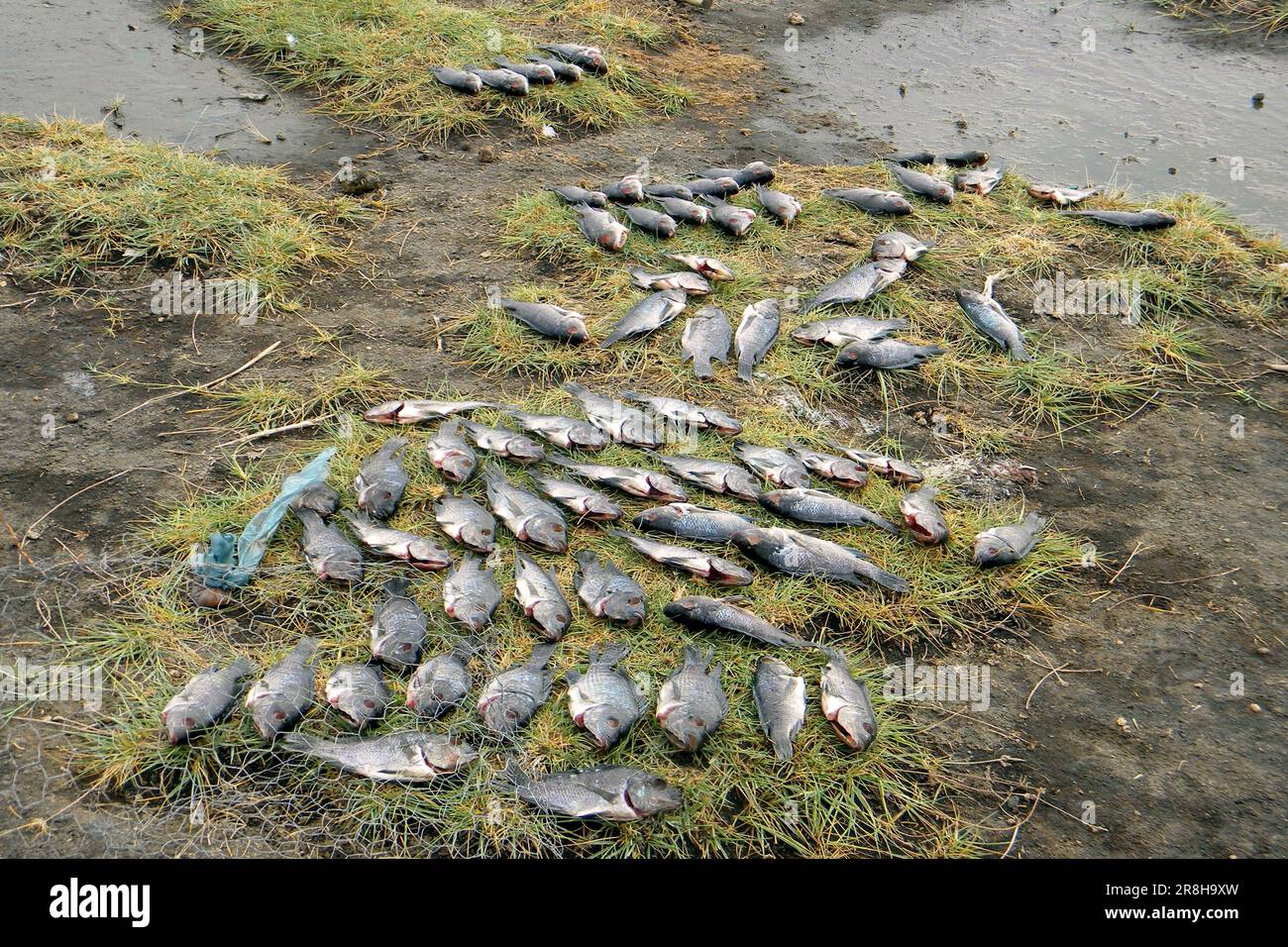 Fish. Surrounding of Wukro. Tigray. Ethiopia Stock Photo - Alamy