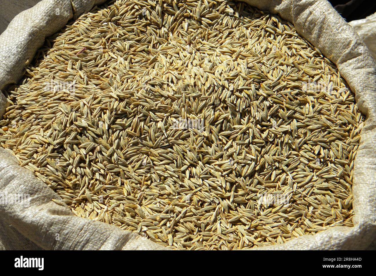 Teff. Surrounding of Wukro. Tigray. Ethiopia Stock Photo - Alamy