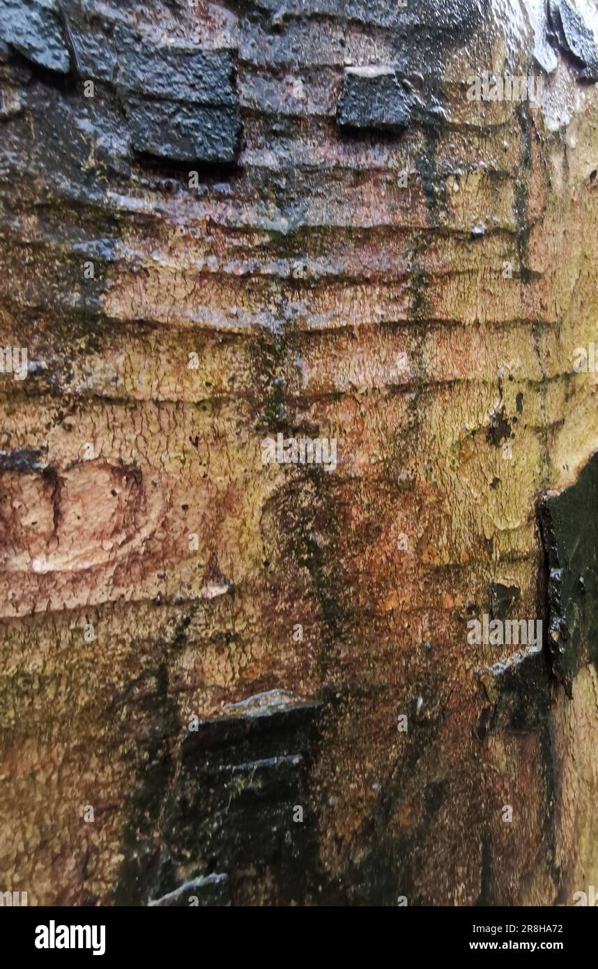 Vertical image of swirly and grooved damp bark on trunk of tree Stock ...
