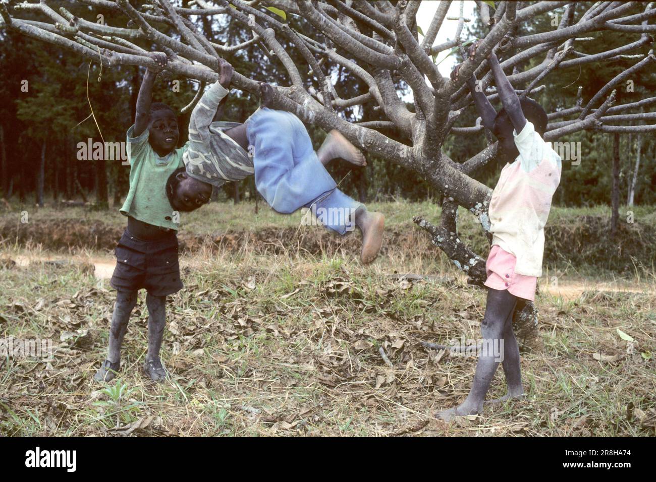 Malawi. Some Children Play In A Garden of Livingstonia Stock Photo - Alamy