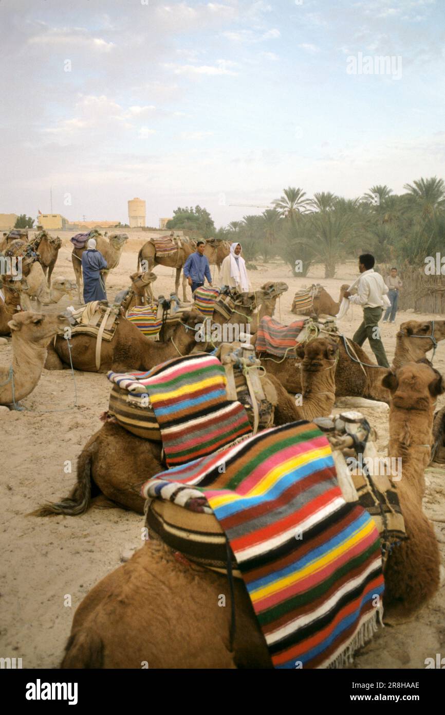 Douz hi-res stock photography and images - Alamy