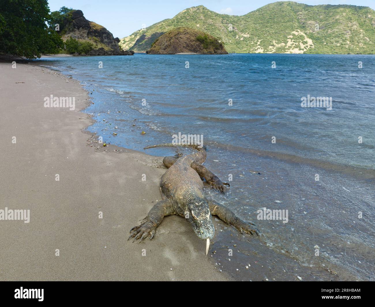 A Komodo dragon, Varanus komodoensis, lies on a remote beach in Komodo ...