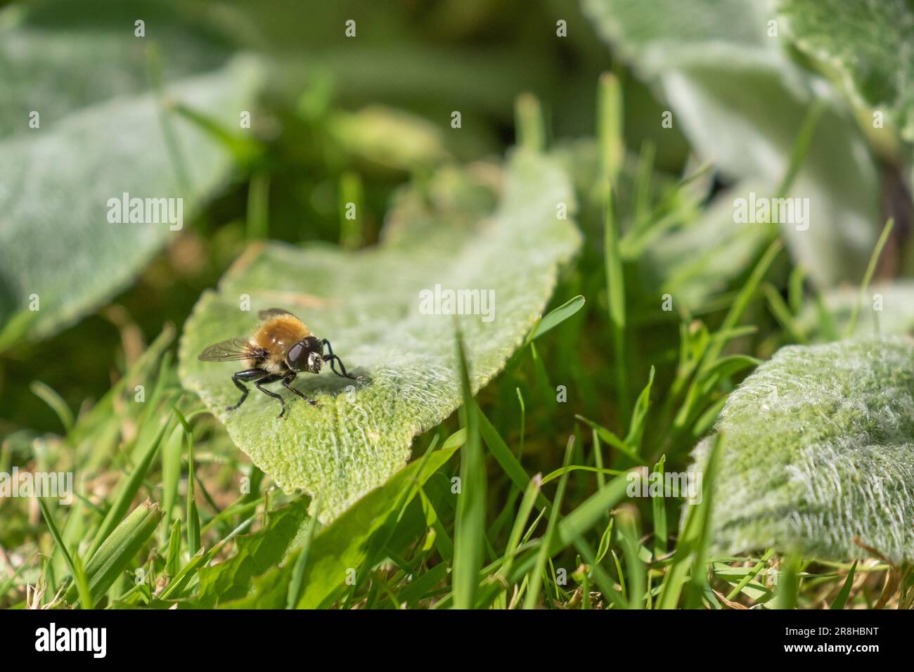 A single male carpenter bee feeding on the soft leaves of a lambs ear ...